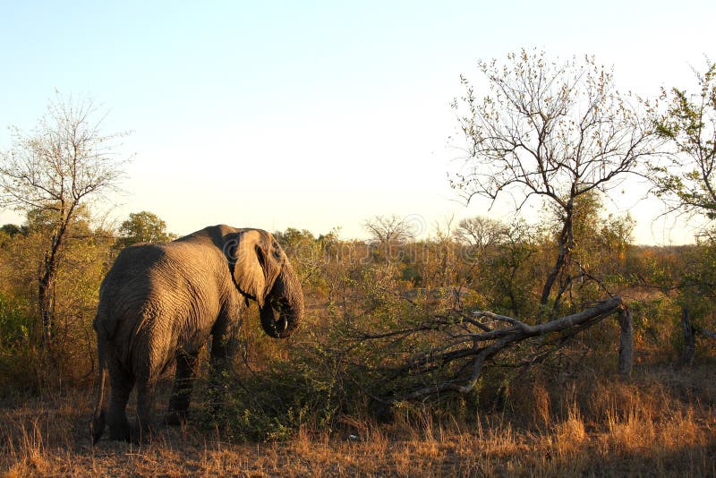 Elefante Nella Sabbia Di Sabi Fotografia Stock - Immagine di masai ...