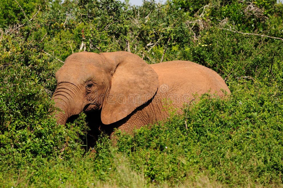 Elefante, Parque Nacional De Addo Imagen de archivo - Imagen de marfil ...