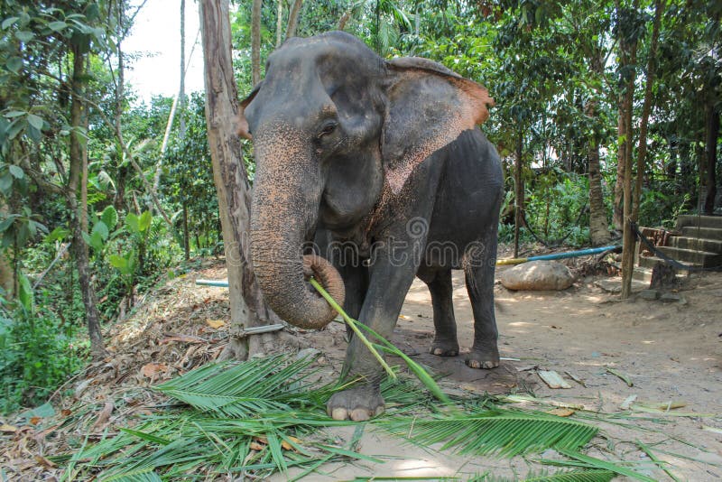 Elefante Que Come As Folhas Do Coco Imagem de Stock - Imagem de verde ...
