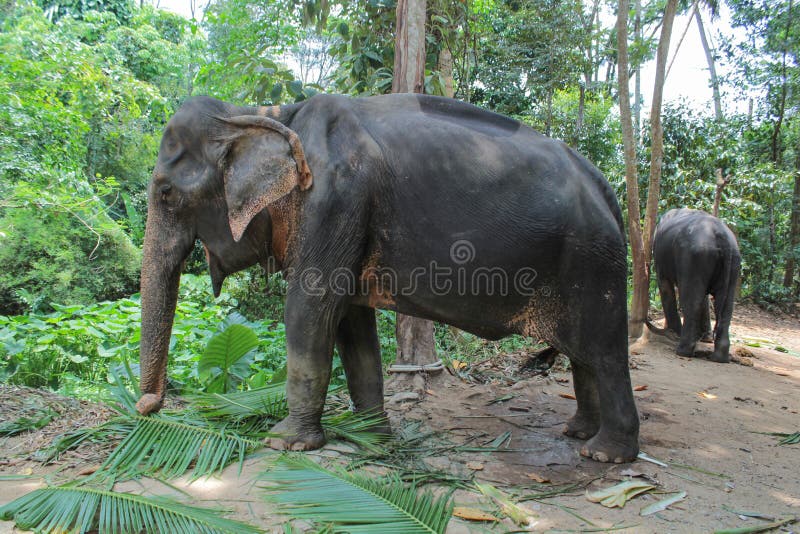 Elefante Que Come Las Hojas Del Coco Imagen de archivo - Imagen de ...