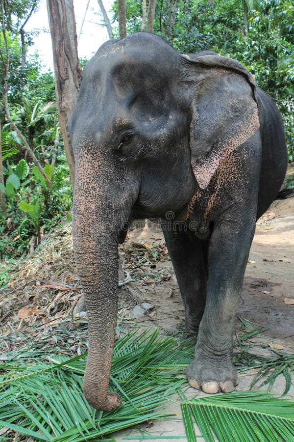 Elefante Que Come Las Hojas Del Coco Foto de archivo - Imagen de comer ...