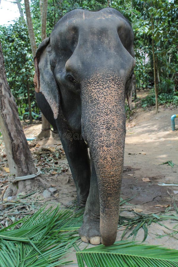 Elefante Que Come Las Hojas Del Coco Foto de archivo - Imagen de asia ...