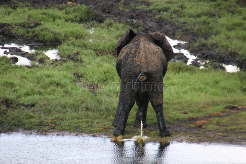 Un Elefante Viejo Que Hace Pis Imagen de archivo - Imagen de gris ...