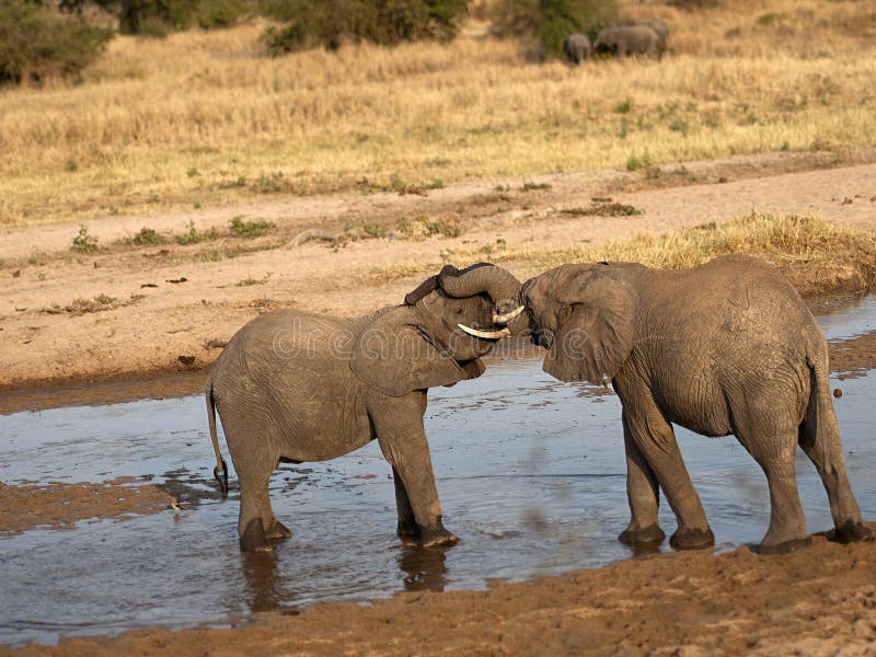 Presas do marfim foto de stock. Imagem de aventura, explorar - 1137736