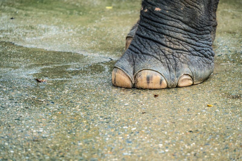 128 Elefantfot Foton - Gratis och royaltyfria stockfoton från Dreamstime