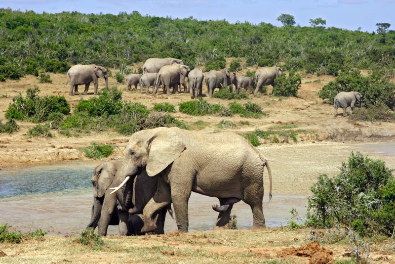 Elefanti immagine stock. Immagine di zanne, pozzetto, maschio - 4962777