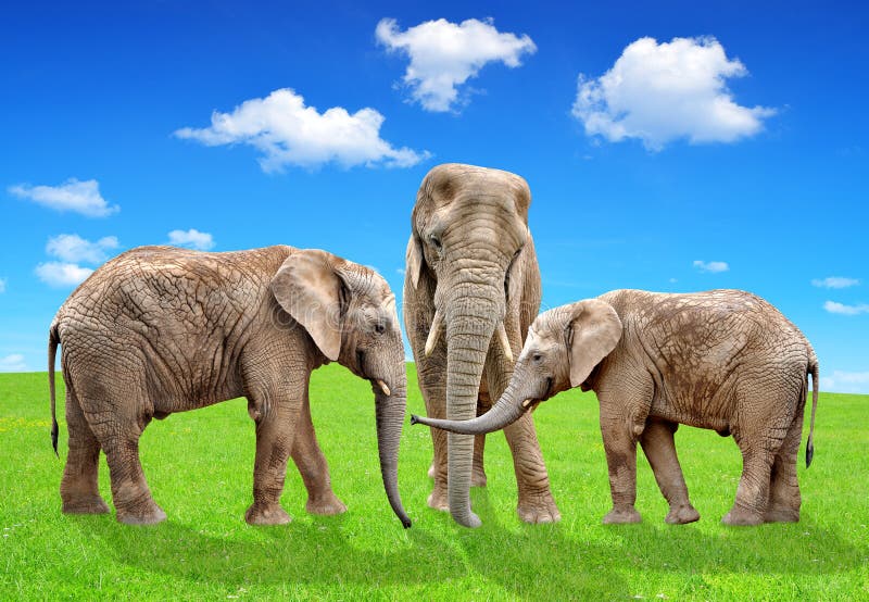 Un Prato Con Gli Elefanti Di Mare Ed Erba Ed Alberi E Pietre E Stagno ...