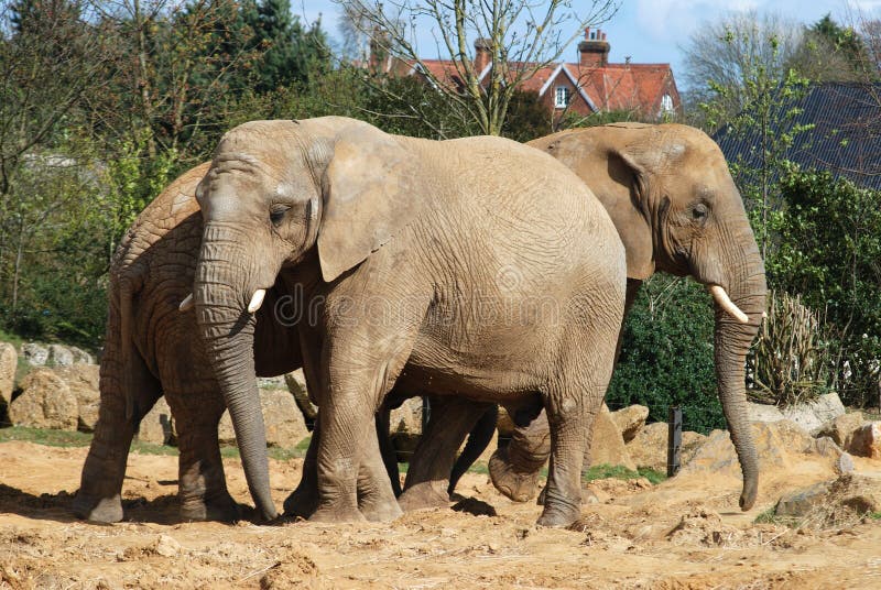 Elefanti africani immagine stock. Immagine di prigionia - 9513149
