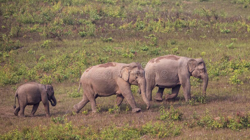 Un Prato Con Gli Elefanti Di Mare Ed Erba Ed Alberi E Pietre E Stagno ...