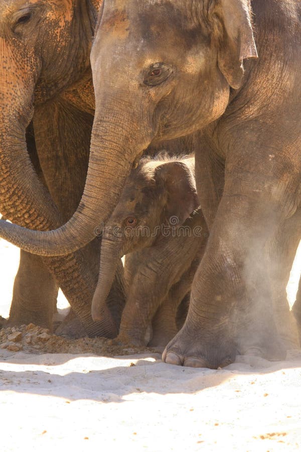 Elefants Picture. Image: 5158669