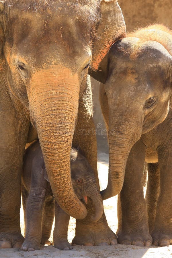Elefants stock image. Image of african, species, happy - 5158889