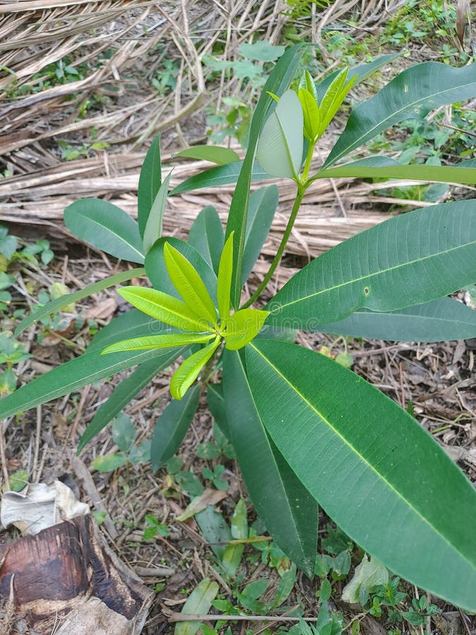African Oil Palm Plantation in Thailand Asia Stock Photo - Image of ...