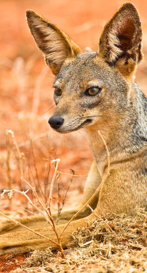 The Eyes of the Black-backed Jackal Stock Photo - Image of alert ...
