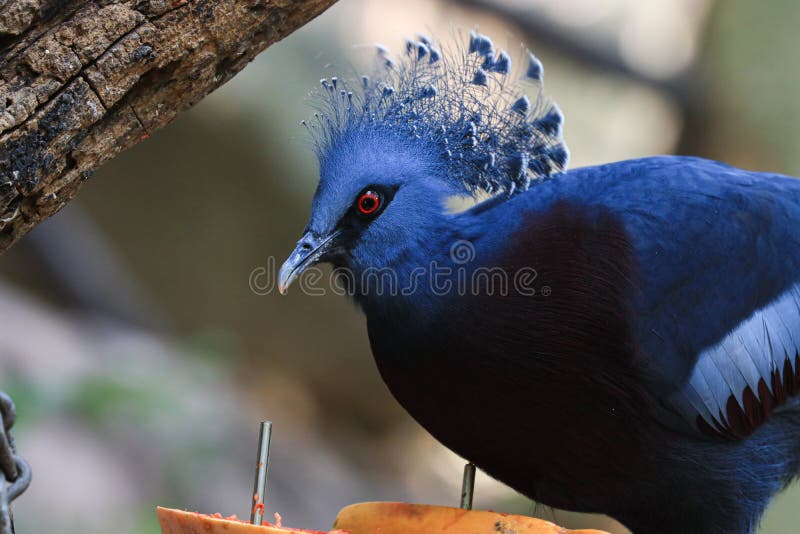 Close Up Blue Pigeon, Victorian Crowned Pigeon Stock Photo - Image of ...