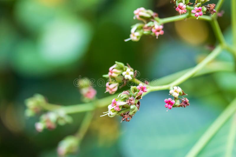 Elegance of cashew flowers stock image. Image of spring - 241321289