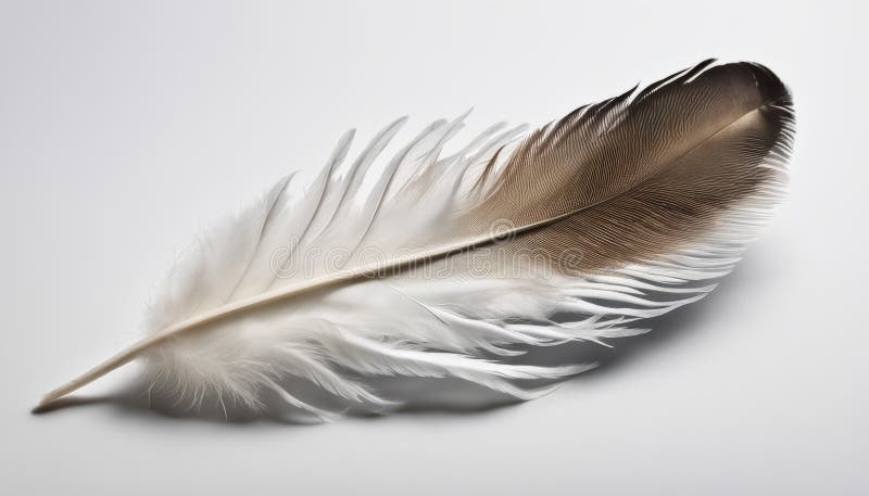 Elegance in Flight - a Single Feather, a Symbol of Freedom and Beauty ...