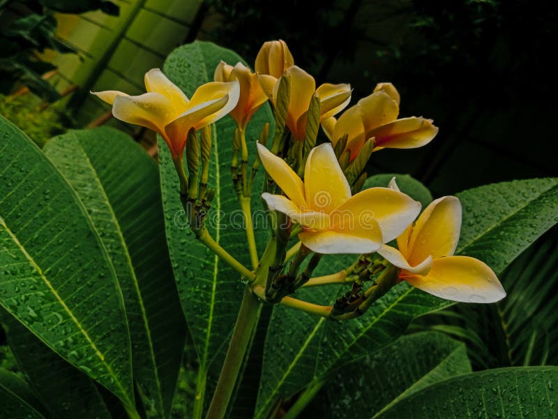 The Elegance of Plumeria Rubra in Full Bloom. Stock Photo - Image of ...