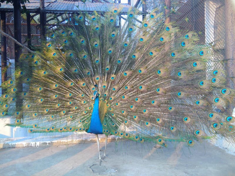 Elegancy stock photo. Image of attracting, dancing, peacock - 133915924