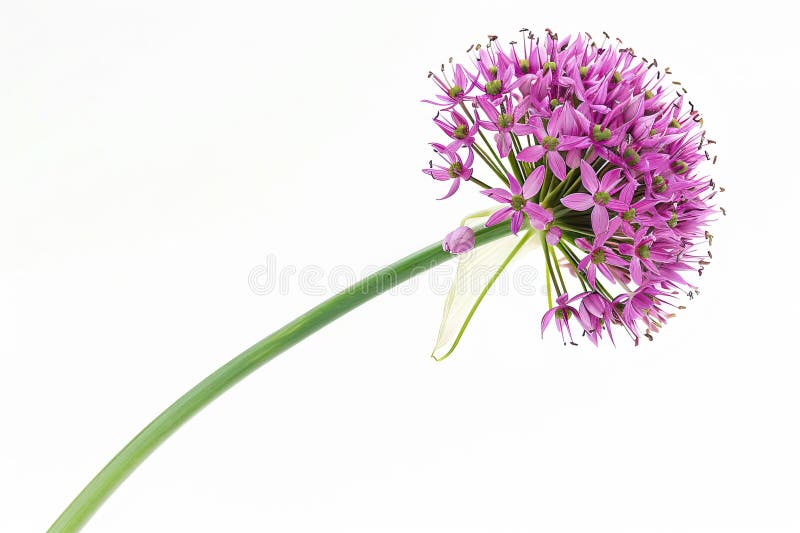 Elegant Allium Flower with Stem Isolated on White Backdrop. Botanical ...