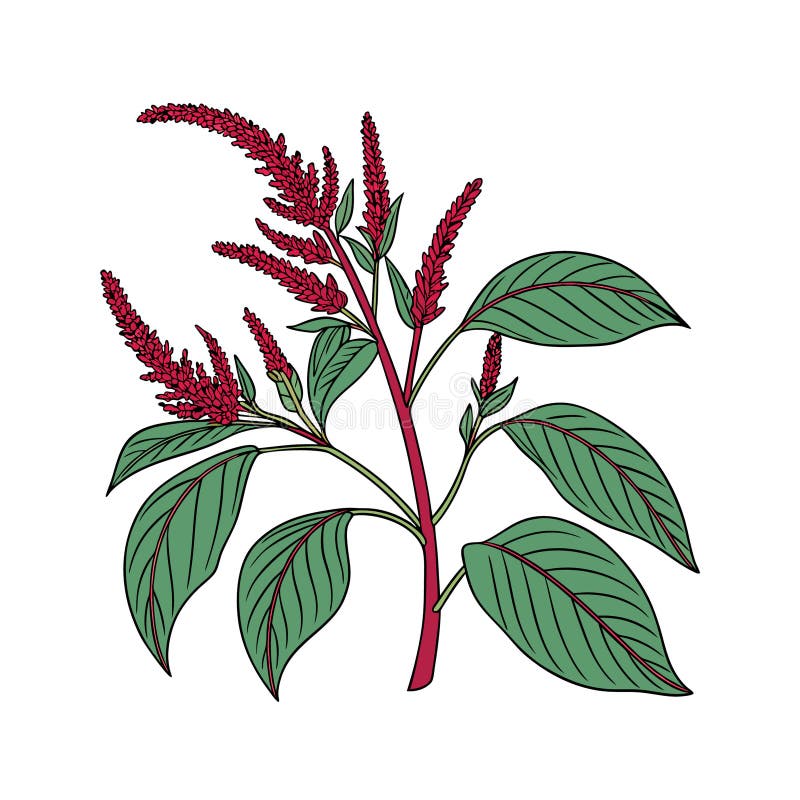 Elegant Amaranth Houseplant Design Stock Illustration - Illustration of ...