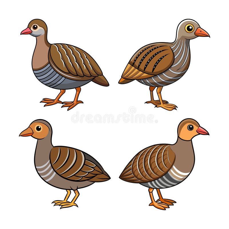 Elegant Buff-Banded Rail Bird Artwork Stock Vector - Illustration of ...