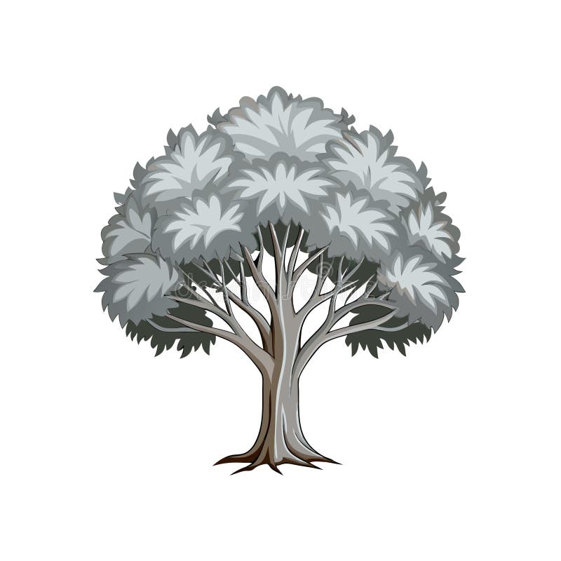 Elegant Silver Wattle Tree Artwork Stock Illustration - Illustration of ...