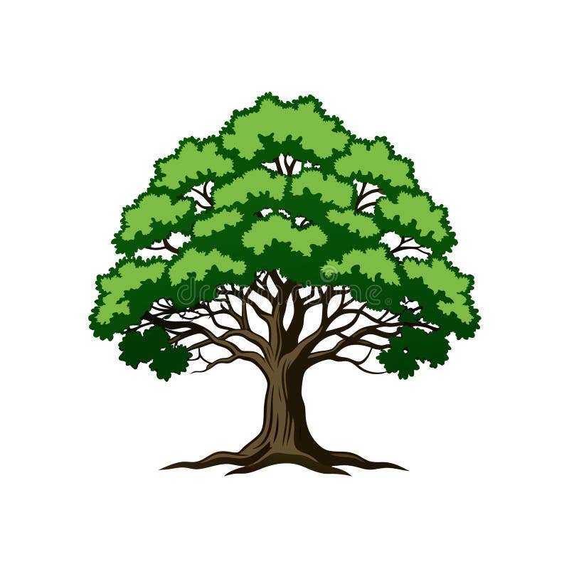 Elegant Southern Live Oak Tree Artwork Stock Image - Illustration of ...