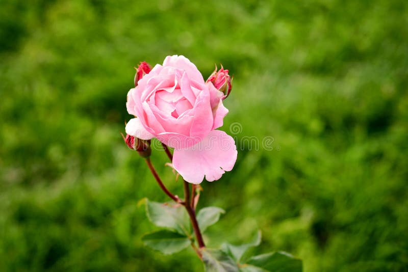 Elegant and Beautiful Pink Rose from Above, Green Grass Stock Photo ...