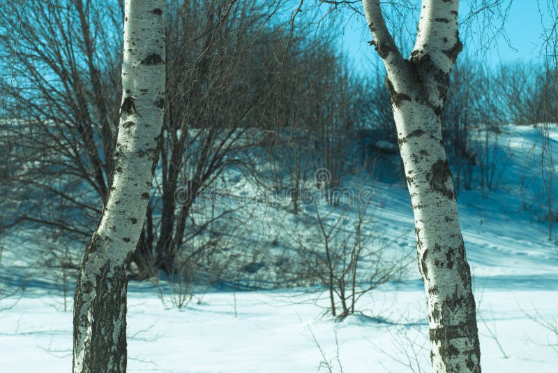 White Birches in the Spring Forest Stock Photo - Image of field, flora ...