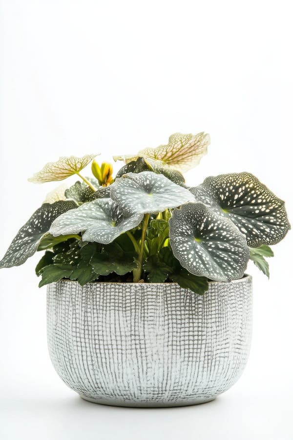 Elegant Begonia Maculata in a Trendy Pot Showcasing Unique Leaf ...