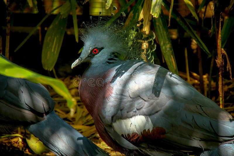The Elegant Bird Victoria Crowned Pigeon Stock Photo - Image of wings ...