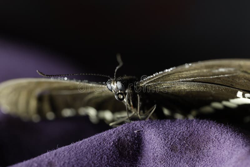 Elegant Black Butterfly Captured in Studio Stock Image - Image of elegant, lepidoptera: 396596327