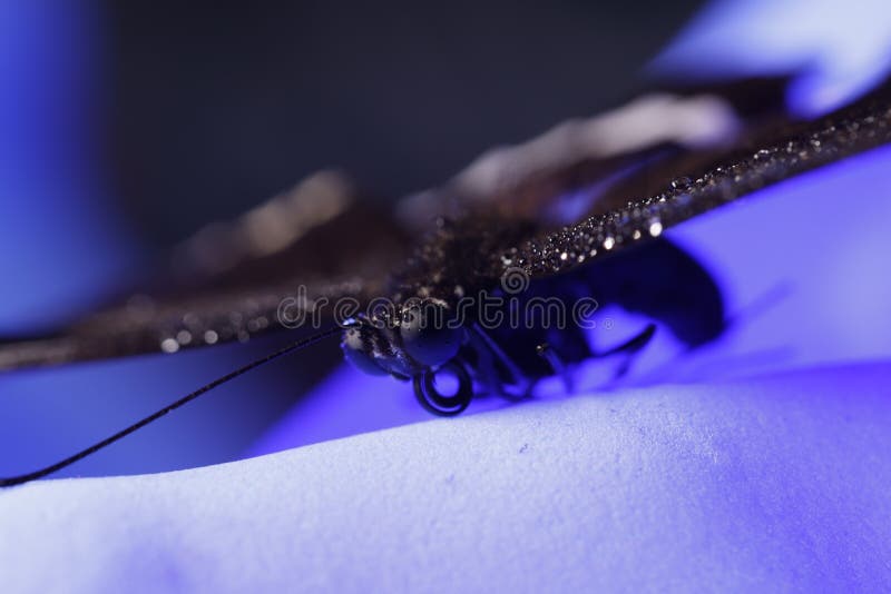 Elegant Black Butterfly Captured in Studio Stock Image - Image of fine, quality: 396596259