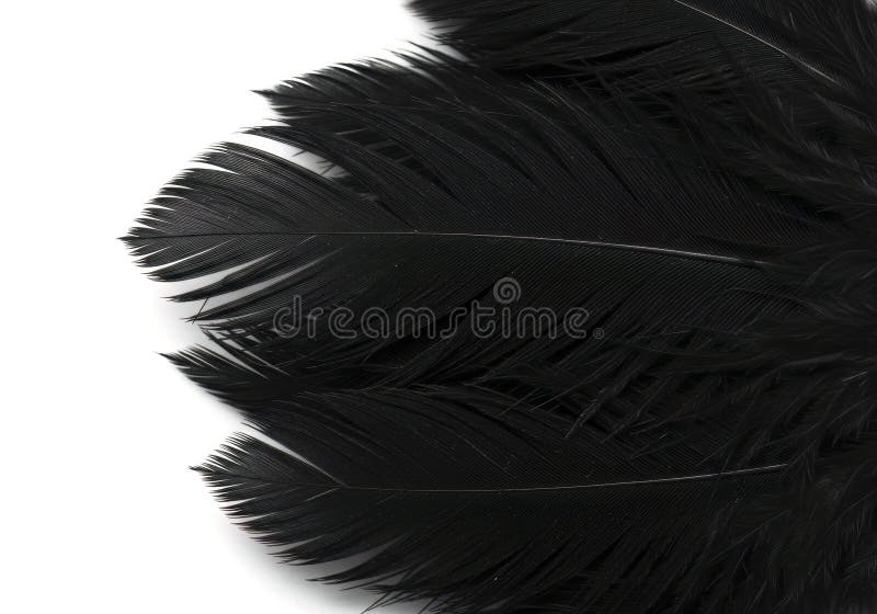 Elegant Black Feathers Texture Background Image for Design Projects ...