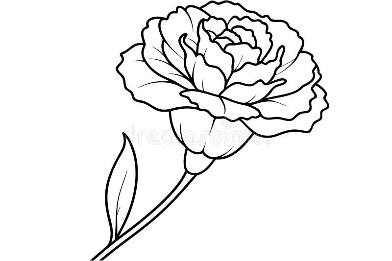 Elegant Black Line Art Carnation Illustration Stock Vector ...