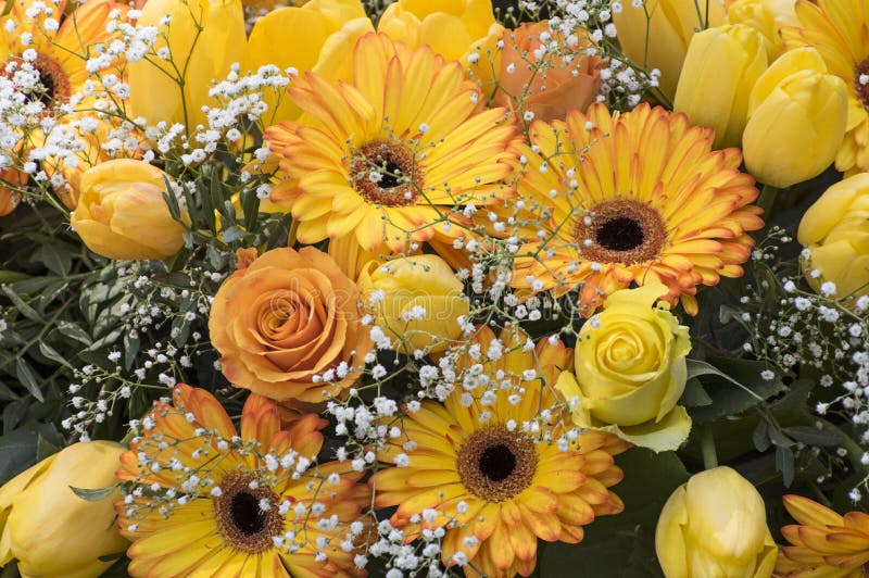 Elegant Blommabukett Med Gula Rosor Fotografering för Bildbyråer - Bild ...
