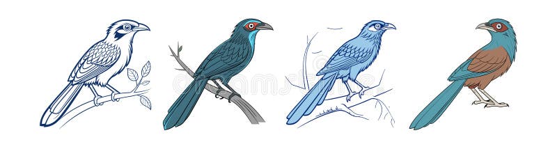 Elegant Blue-Faced Malkoha Bird Artwork Stock Vector - Illustration of ...