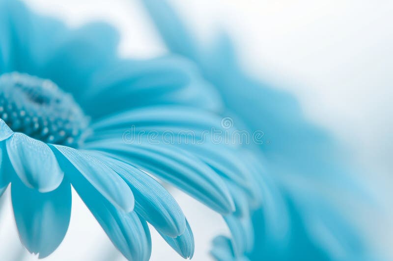 Elegant Blue Flower on White Background with Soft Focus, Perfect for ...