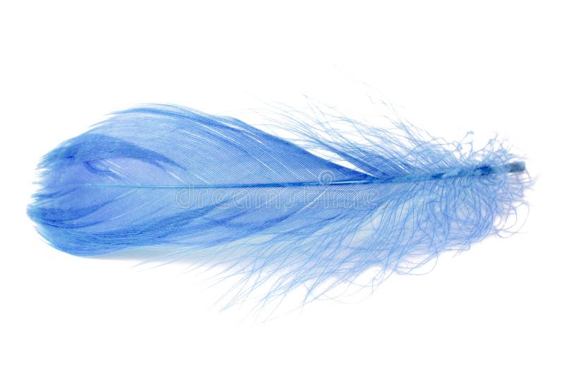 Elegant Blue Fluffy Feather Isolated on the White Background Stock ...