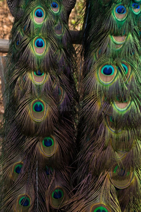 Elegant Blue and Green Peacock Tale Stock Photo - Image of beauty ...