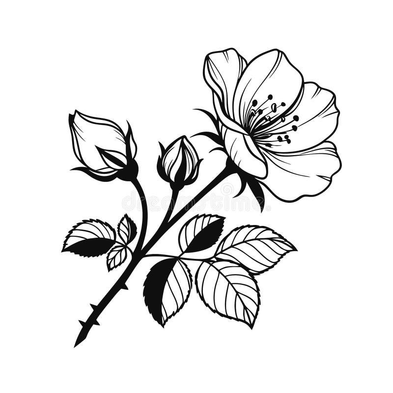 Elegant Blushing Rose Flower Artwork Stock Illustration - Illustration ...