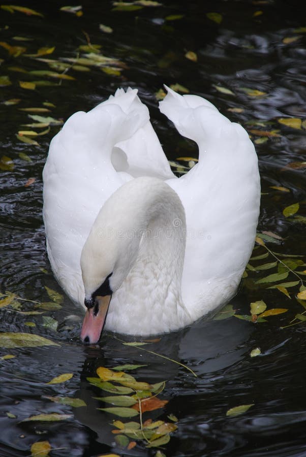 The elegant bow of a swan stock image. Image of beauty - 15265441