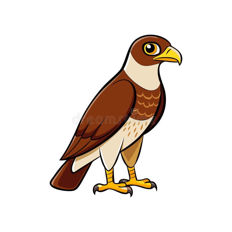 Elegant Broad-winged Hawk Design Stock Illustration - Illustration of ...