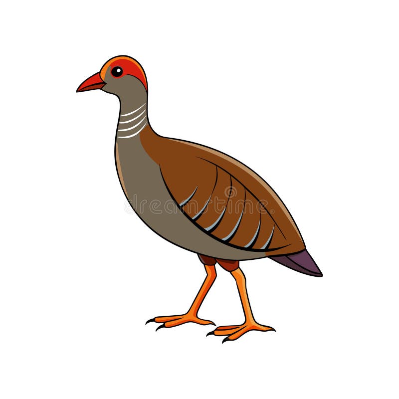 Elegant Buff-Banded Rail Bird Artwork Stock Illustration - Illustration ...