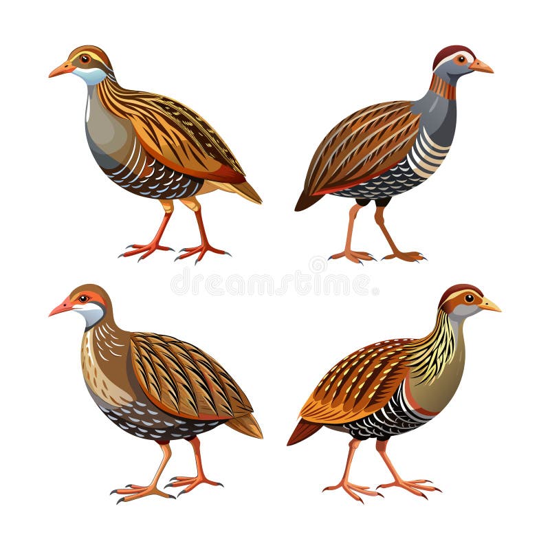 Elegant Buff-Banded Rail Bird Artwork Stock Vector - Illustration of ...