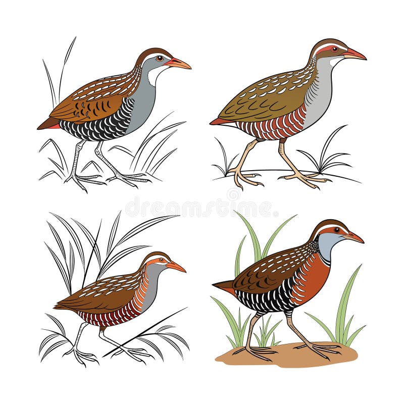 Elegant Buff-Banded Rail Bird Artwork Stock Vector - Illustration of ...