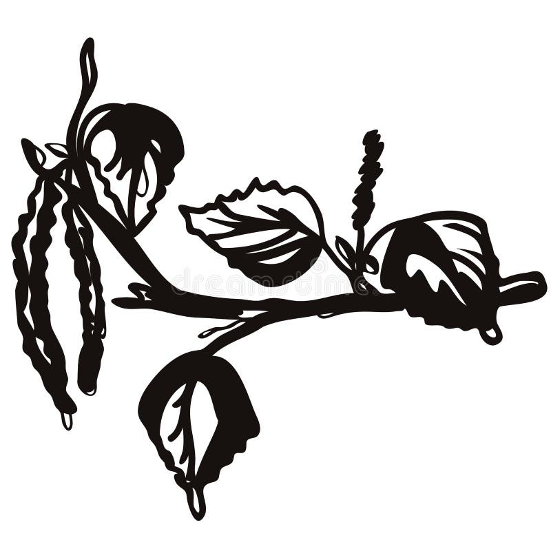 Elegant Calligraphy Birch Branches with Catkins Isolated on White Stock ...