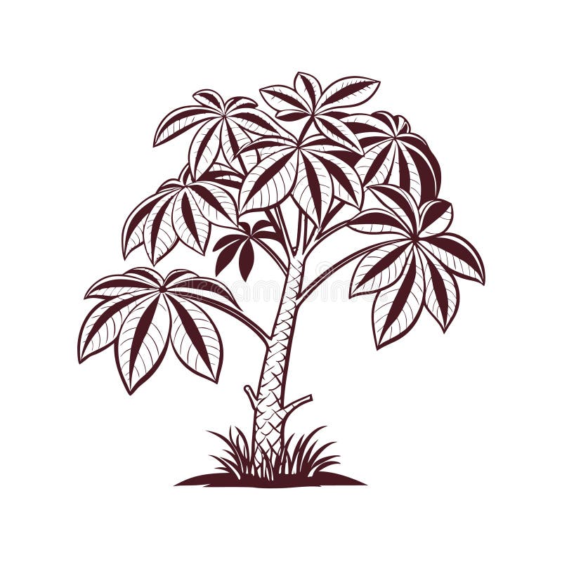 Elegant Cassava Houseplant Design Stock Photo - Illustration of house ...