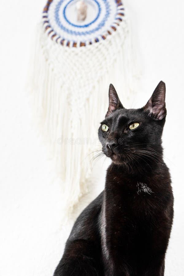 Elegant Cat with Dreamcatcher Stock Photo - Image of element, domestic ...