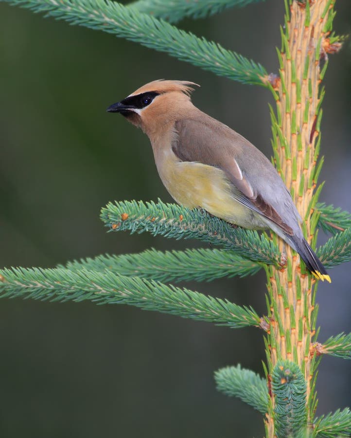 Elegant Cedar Waxwing bird stock image. Image of isolated - 6080497